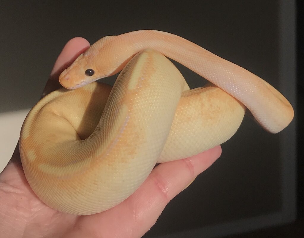 Champagne _____? - Ball Pythons - MorphMarket Reptile Community