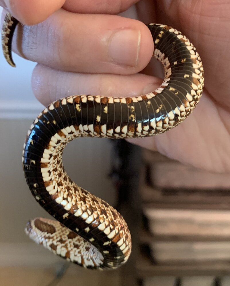 Hognose morph id - Hognose Snakes - MorphMarket Reptile Community