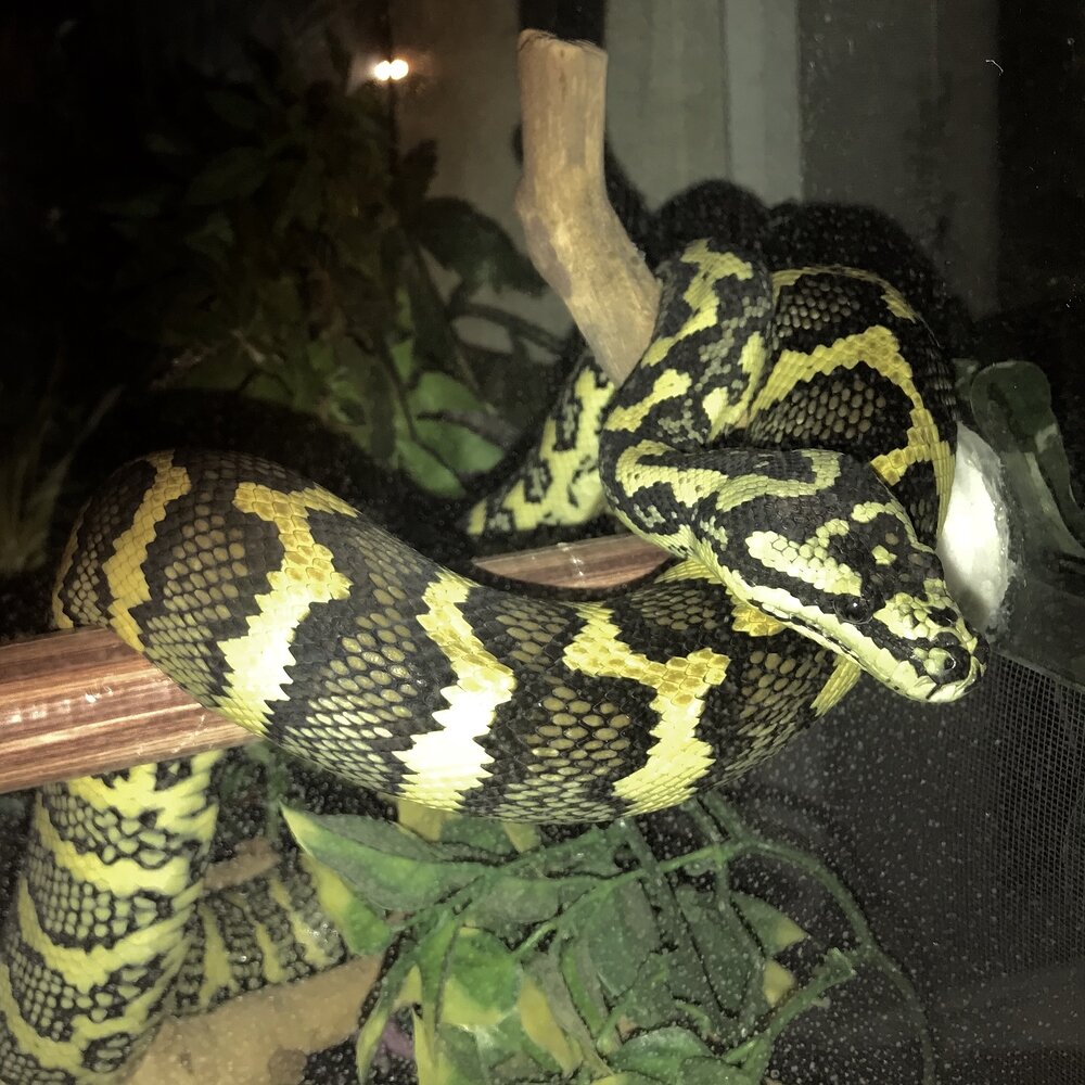 What morph is my Carpet Python? - Carpet Pythons - MorphMarket Reptile ...
