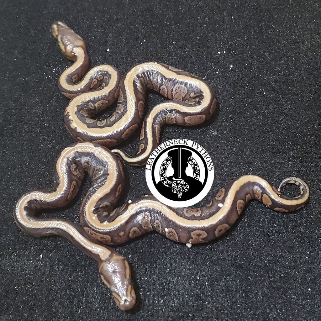 Arroyo Redstripe World First - Ball Pythons - MorphMarket Reptile Community