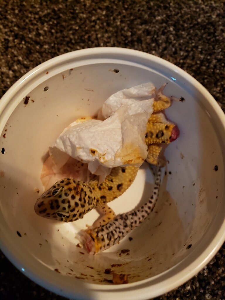 Please help! Tail dropped during shipping! - Leopard Geckos ...