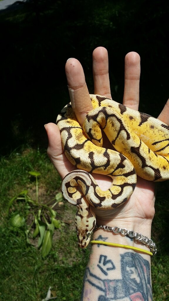 My new lady pastel spider / bumblebee - Ball Pythons - MorphMarket ...