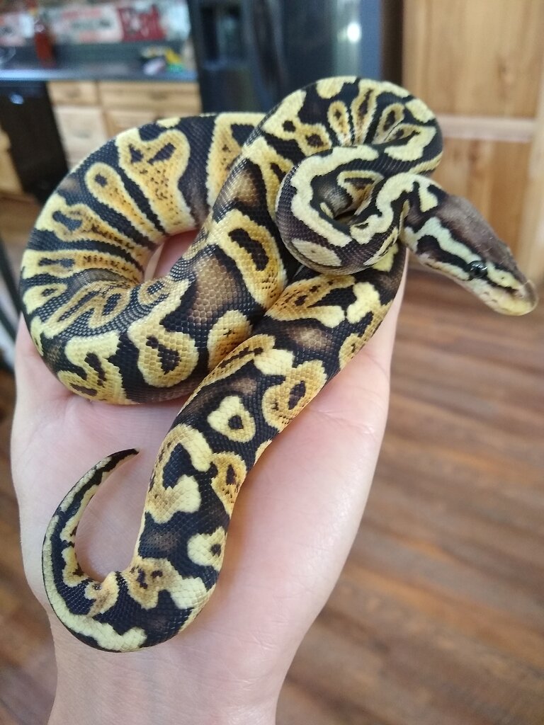 New here, decided to share! - Ball Pythons - MorphMarket Reptile Community
