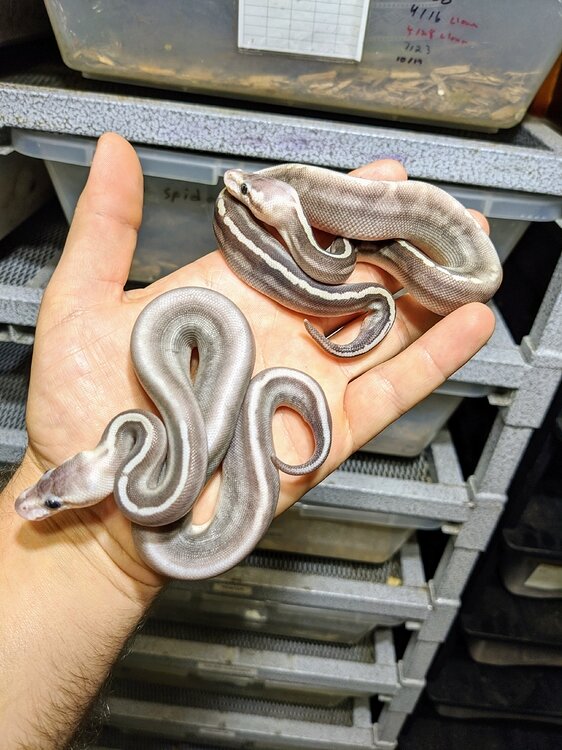 Welcome to the dark side! Show your dark morphs! - Ball Pythons ...