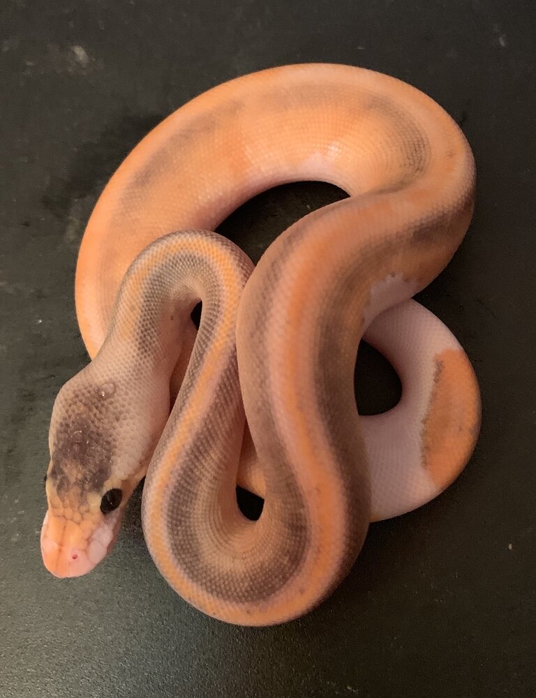 Black pastel ghost x black pastel champagne het ghost clutch - Ball ...