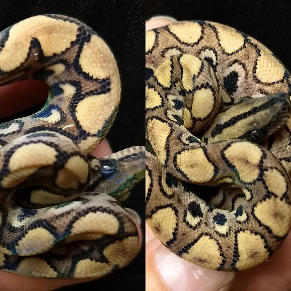 Peruvian Rainbow Boas - Rainbow Boas - MorphMarket Reptile Community
