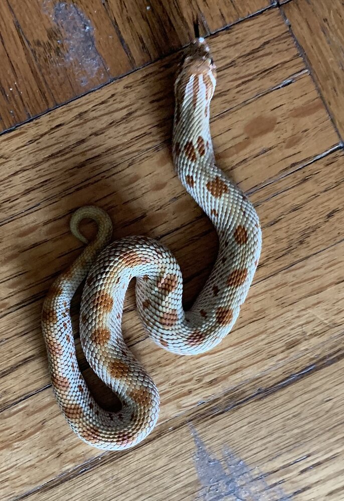 Hognose morph id - Hognose Snakes - MorphMarket Reptile Community