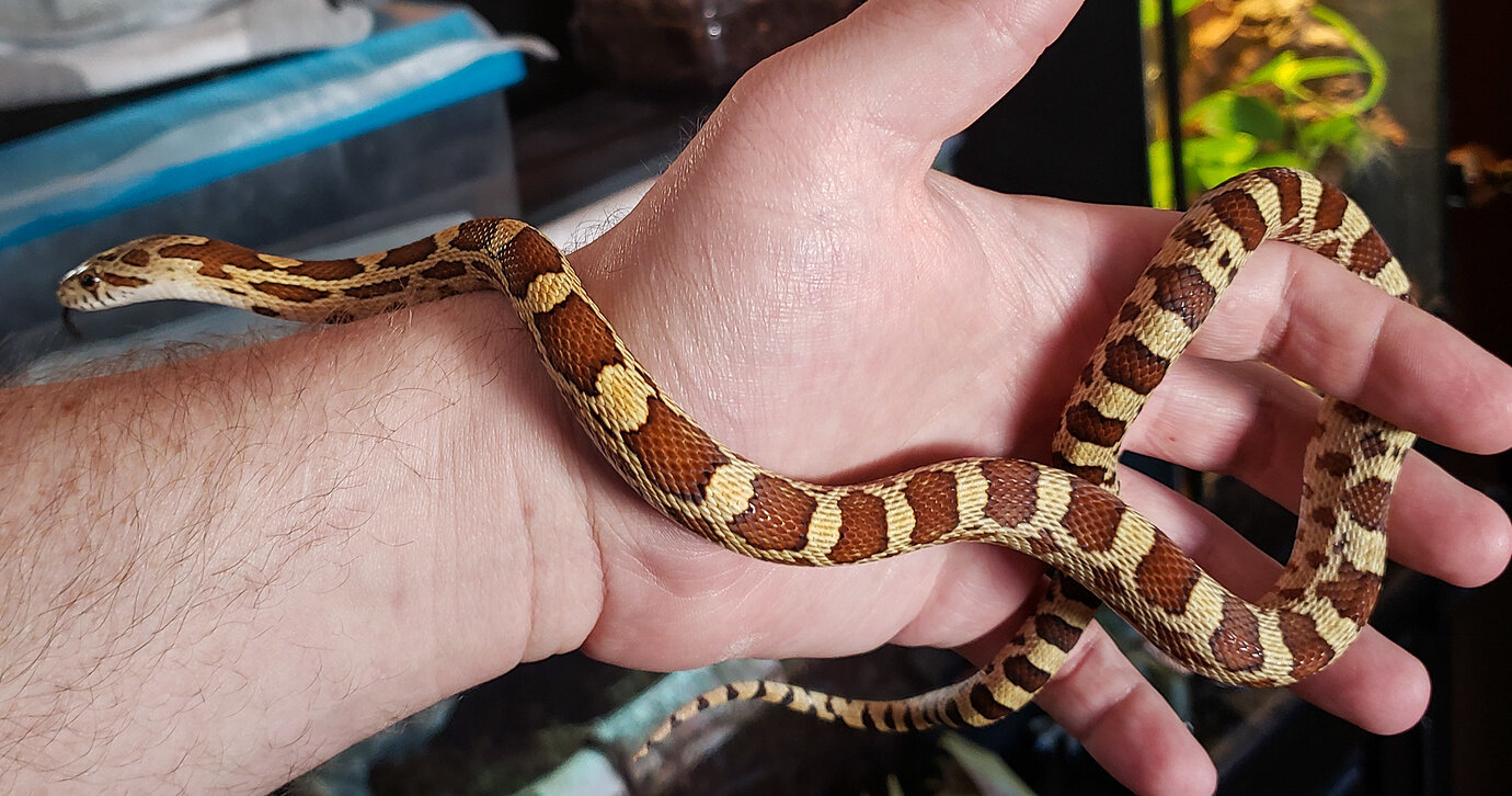 Sonoran gopher snake x corn snake hybrids - Corn Snakes - MorphMarket ...