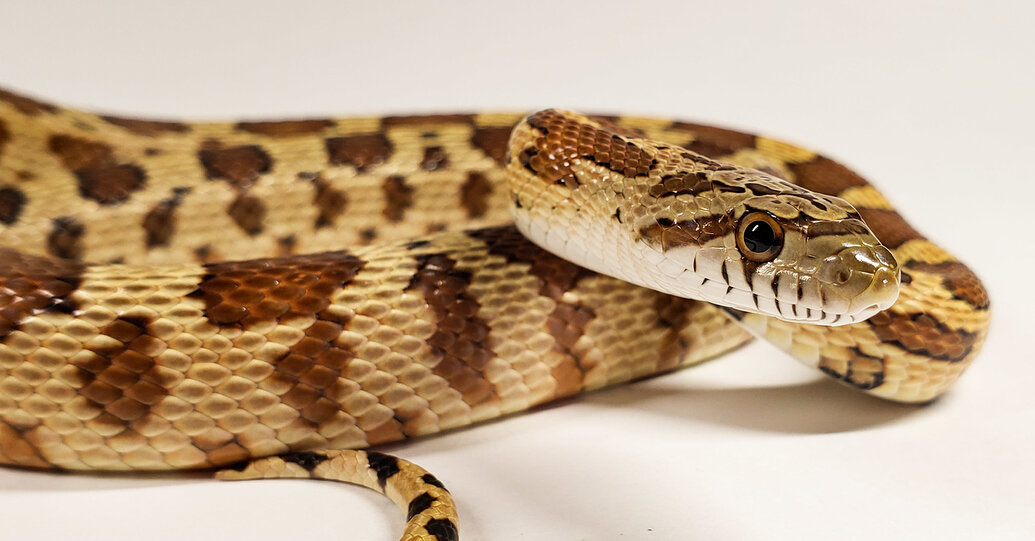 Sonoran gopher snake x corn snake hybrids - #38 by thebeardedherper ...