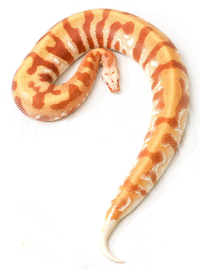 Check out my blood and short-tailed pythons - and share yours! - Short ...