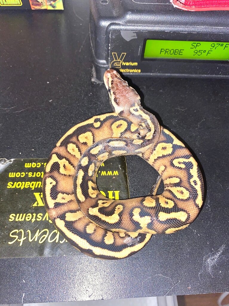 Identification Help Needed! - Ball Pythons - MorphMarket Reptile Community