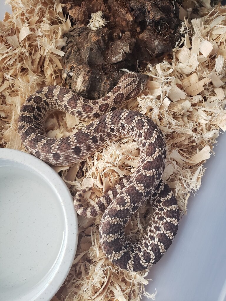 Hognose breeding projects - Hognose Snakes - MorphMarket Reptile Community