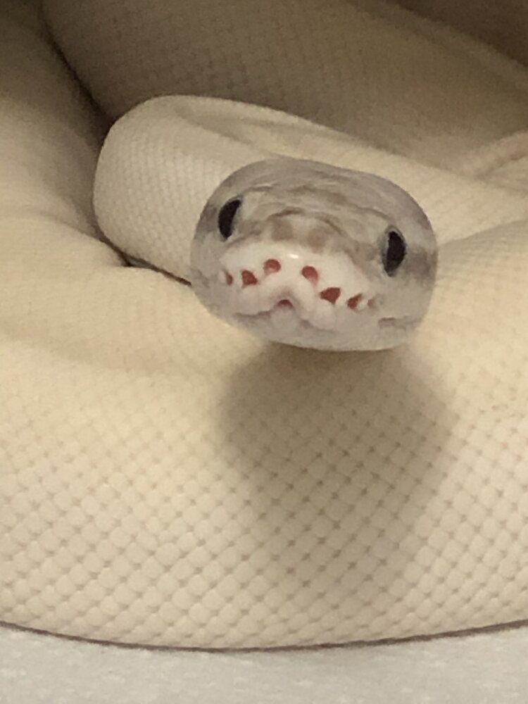 Show your silly reptile pictures! - All Reptiles - MorphMarket Reptile ...