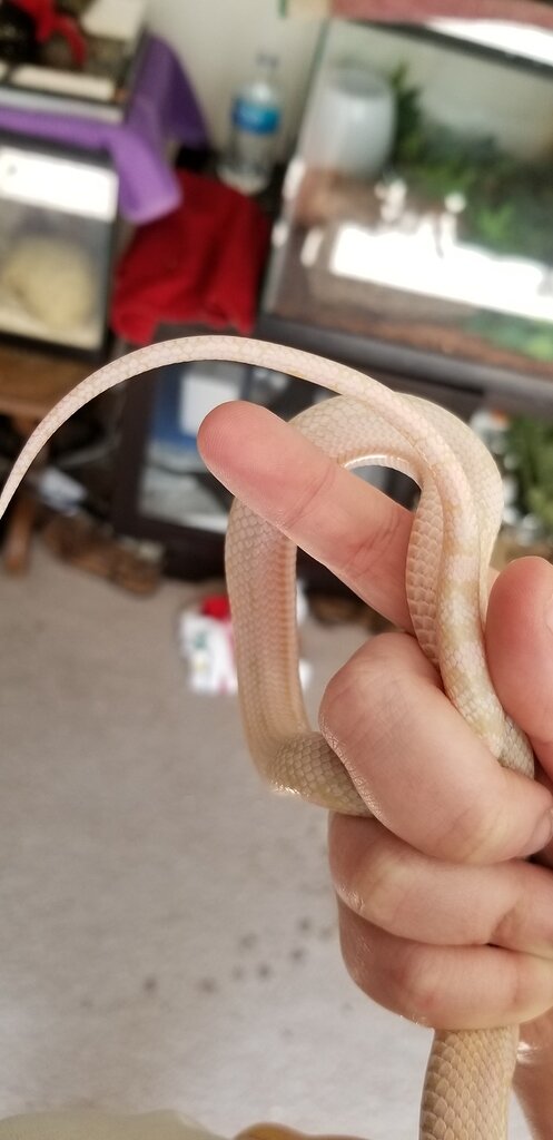 Is this snow corn a male or female? - Corn Snakes - MorphMarket Reptile ...