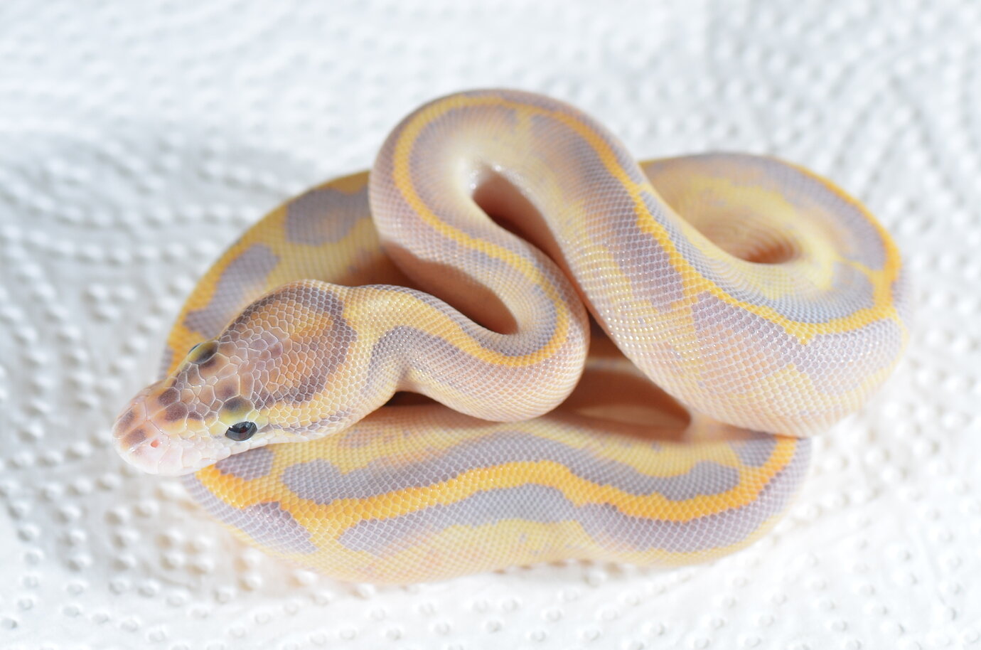 Show me ivory! - Ball Pythons - MorphMarket Reptile Community
