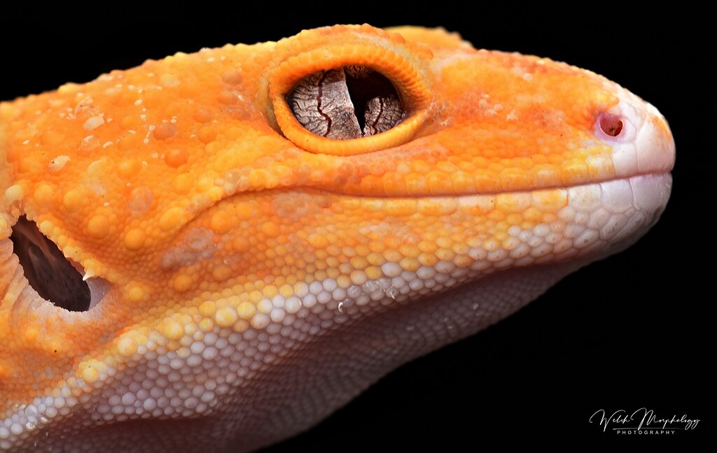 Pretty snake eyes - Leopard Geckos - MorphMarket Reptile Community