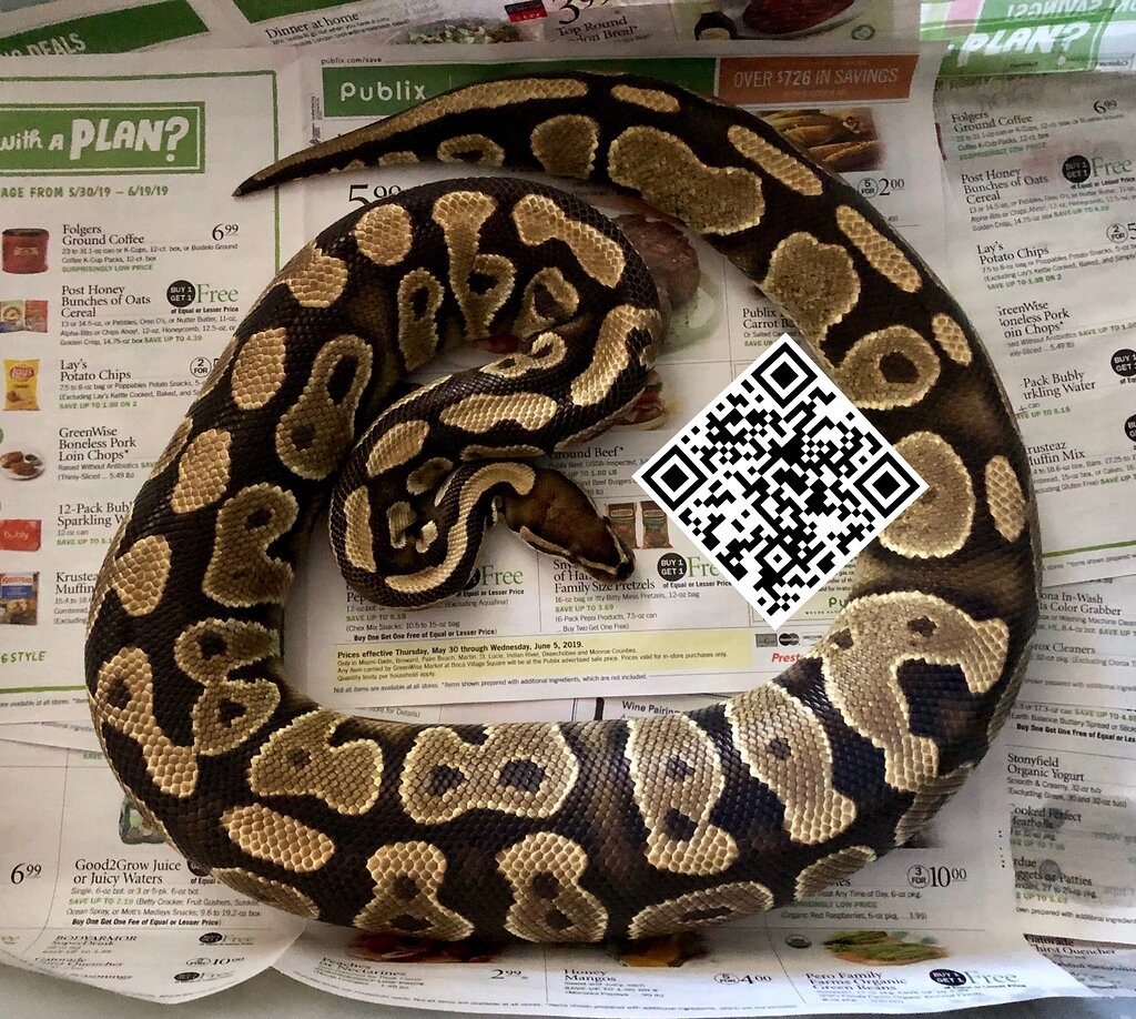 Gravel Ovulation - Ball Pythons - MorphMarket Reptile Community