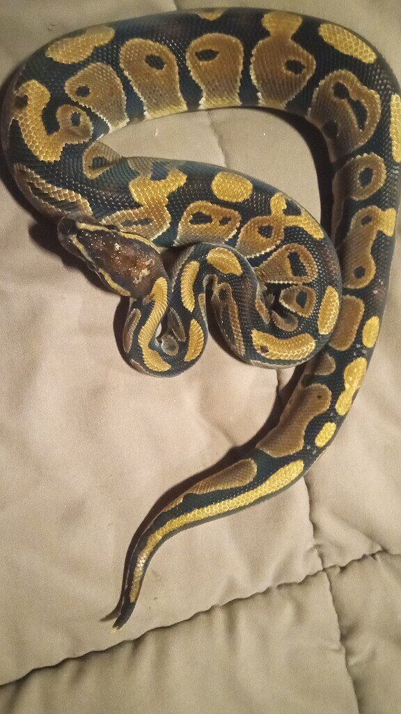 Not sure what she is - Ball Pythons - MorphMarket Reptile Community