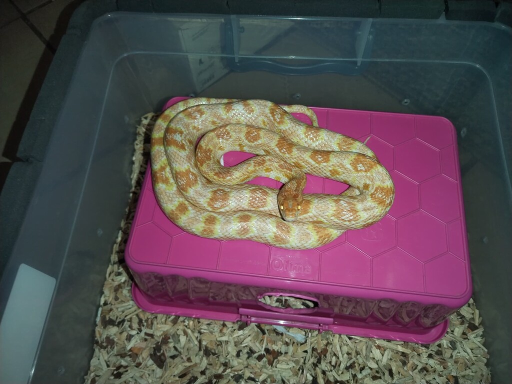 Peach ID Plz - Corn Snakes - MorphMarket Reptile Community