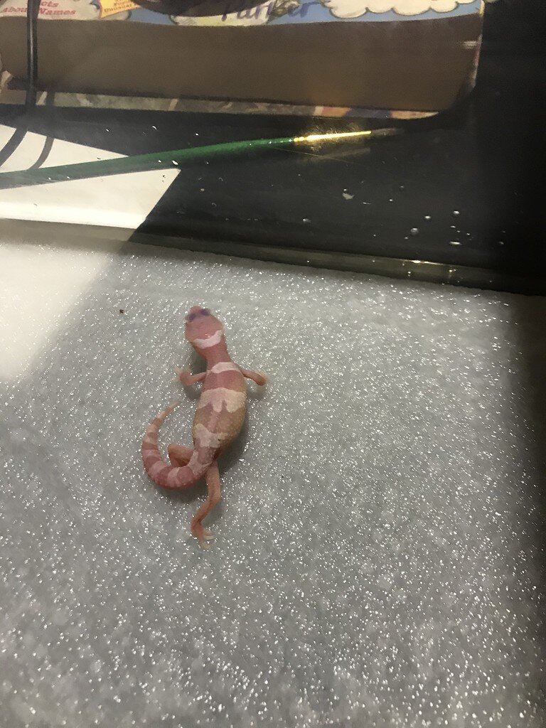 Super Snow Leopard Gecko Hatchlings? - Leopard Geckos - MorphMarket ...