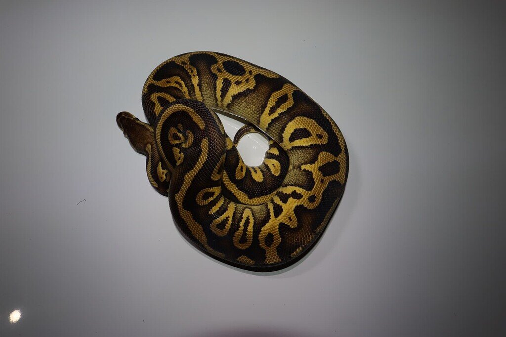 Pastel Jungle - Ball Pythons - MorphMarket Reptile Community