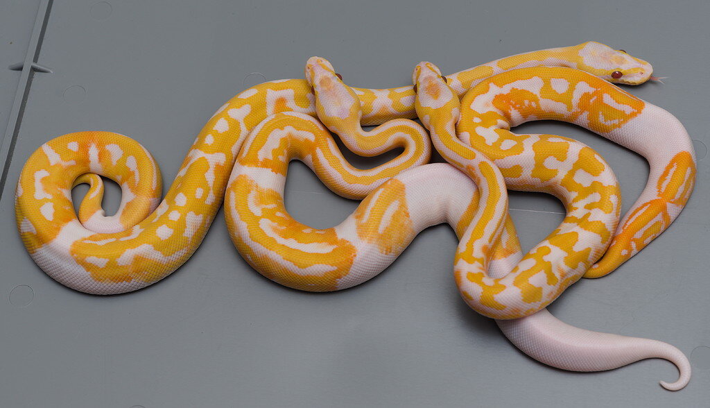 2021 Dreamsicle Group Photos - Ball Pythons - MorphMarket Reptile Community