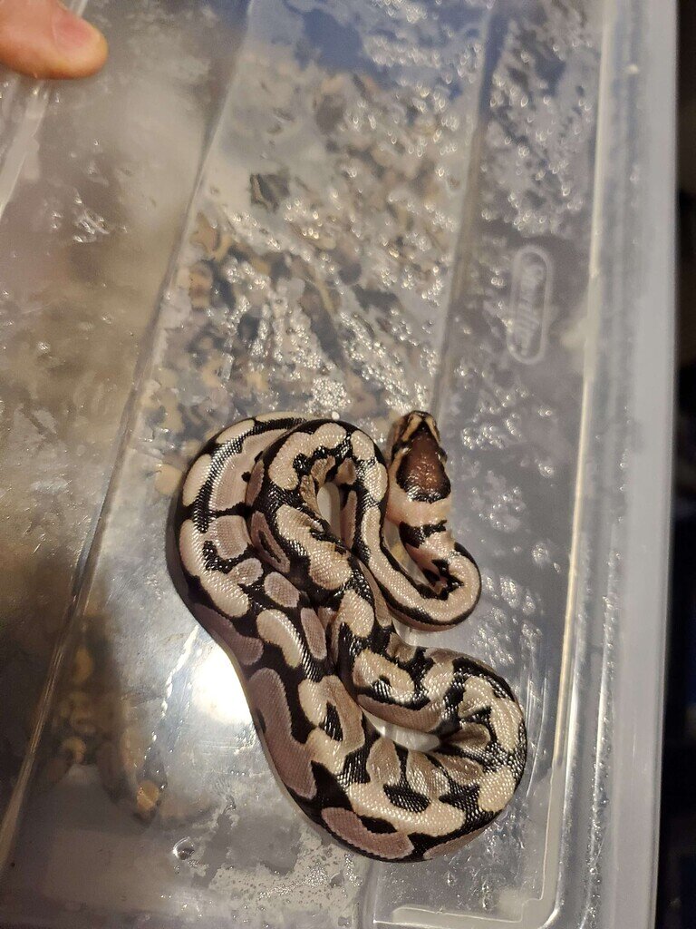 Cryptic Desert Ghost ID help - Ball Pythons - MorphMarket Reptile Community