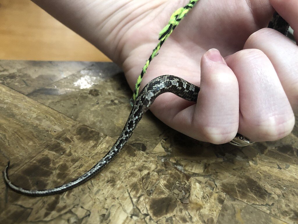 Sexing a cornsnake? - Corn Snakes - MorphMarket Reptile Community