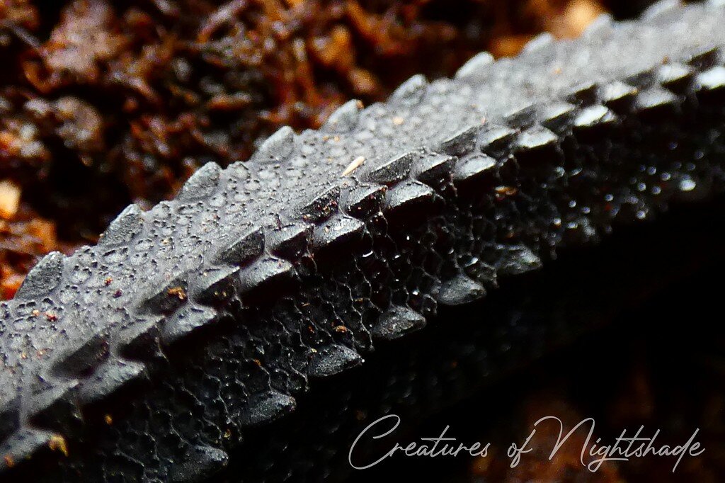 Macro Shot of Dragon Snake Scales - Other Colubrids - MorphMarket ...