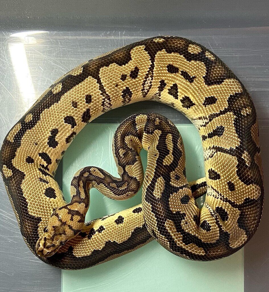 The sketch project - Ball Pythons - MorphMarket Reptile Community