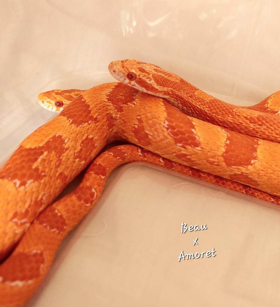 Pondering a prospective passel of Peaches - Corn Snakes - MorphMarket ...