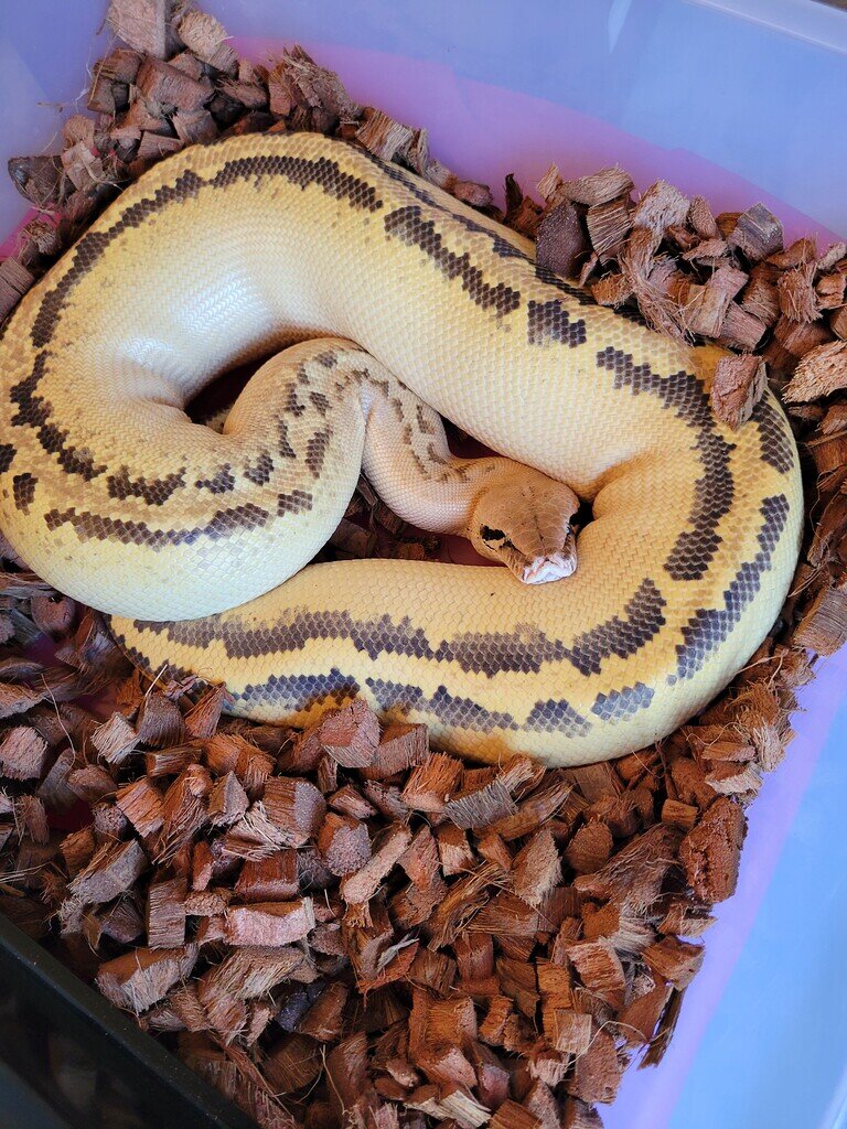 Our small collection. Nothing compares to short tails, especially ...