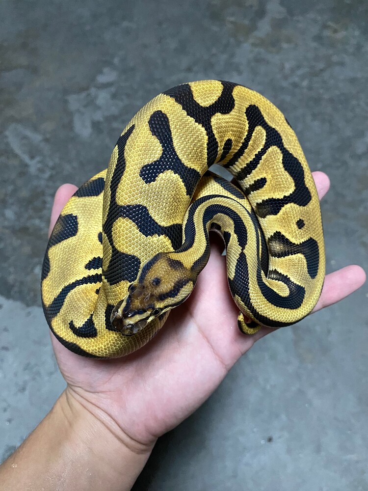Need help confirming the genes - Ball Pythons - MorphMarket Reptile ...