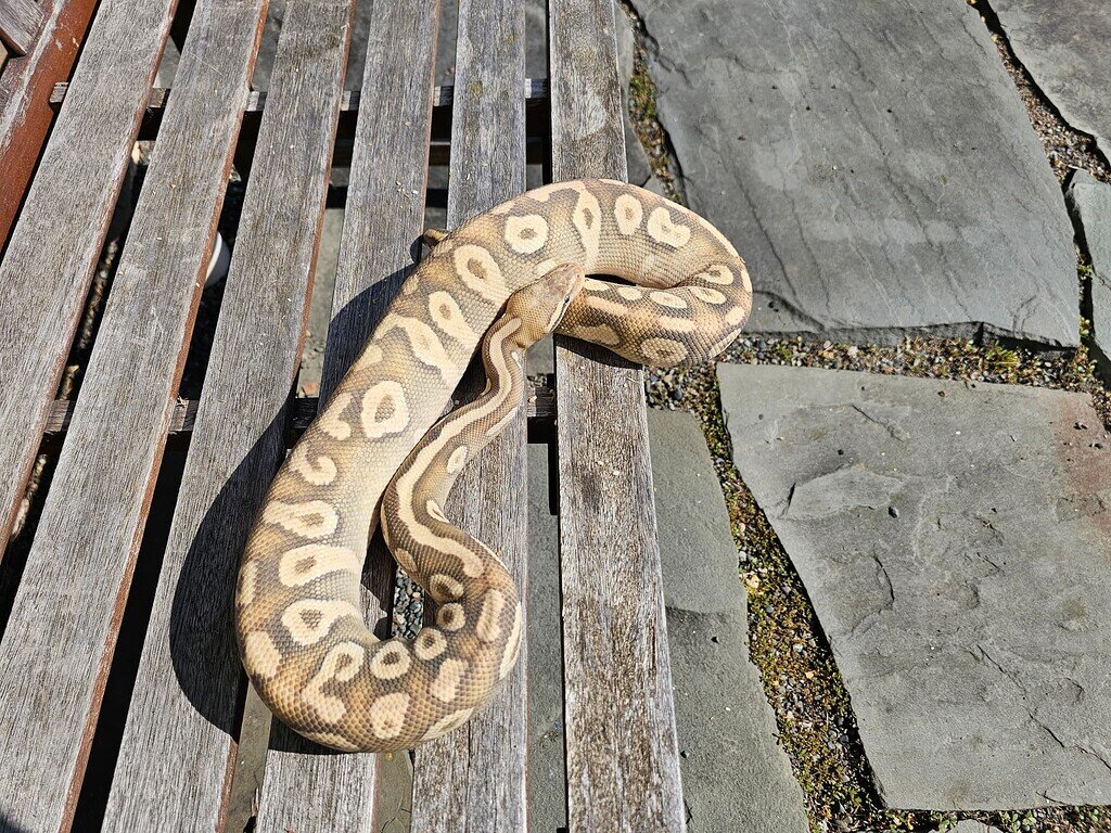 Need help identifying this morph - Ball Pythons - MorphMarket Reptile ...