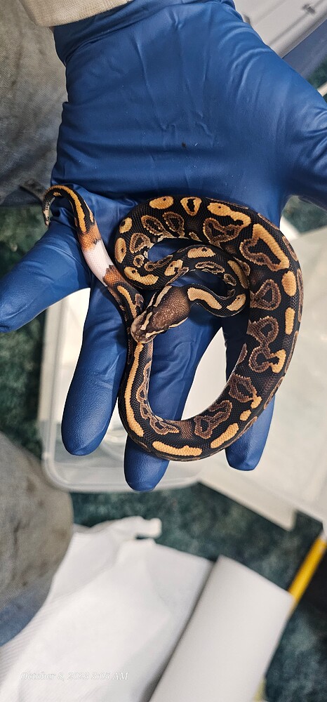 Shocked to have hatched truly purple snakes! - Ball Pythons ...