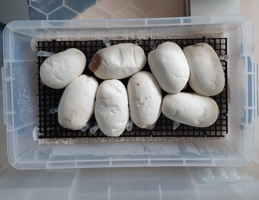 My mistake so you dont have too- I think I caused mold on eggs - Ball ...