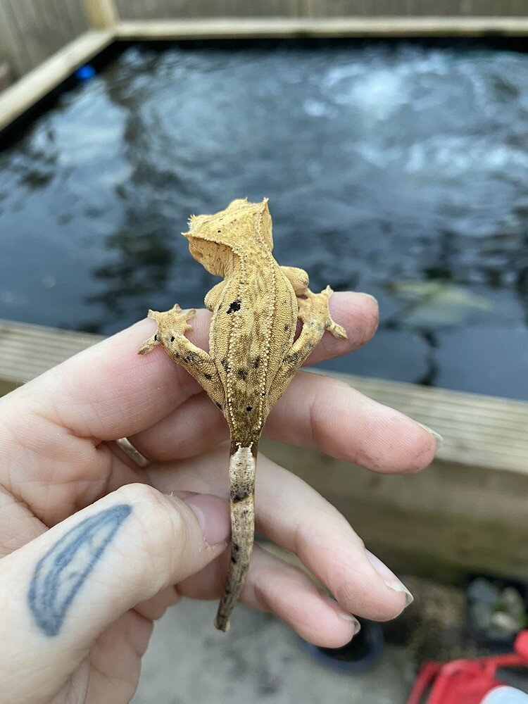 Finally some pics of Spike! - Crested Geckos - MorphMarket Reptile ...