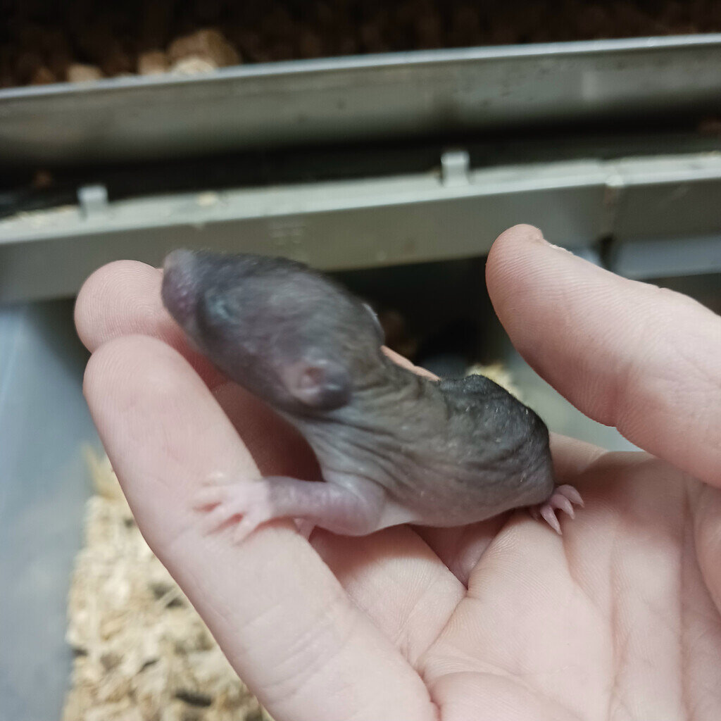 Any one breed dwarf rats? - Feeders - MorphMarket Reptile Community