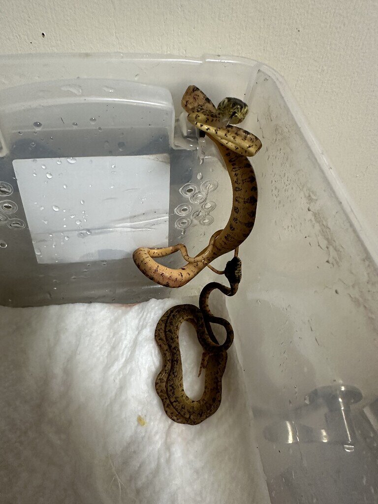 Not the most illustrious start, but…Babies! - Other Boas - MorphMarket ...
