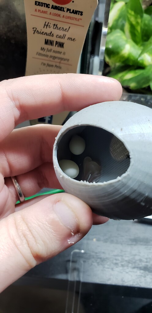 The army is beginning to grow - Other Geckos - MorphMarket Reptile ...