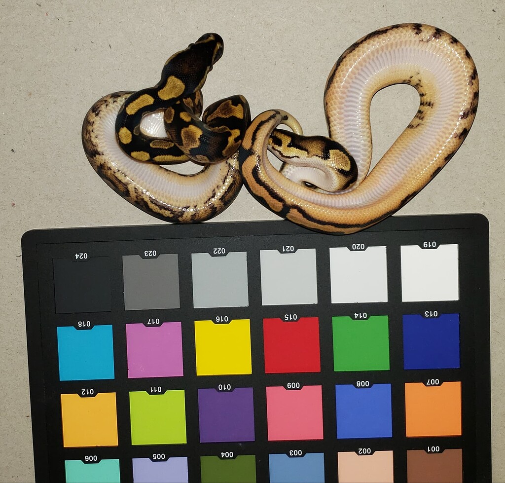 ID HELP Morphs Genes - Ball Pythons - MorphMarket Reptile Community