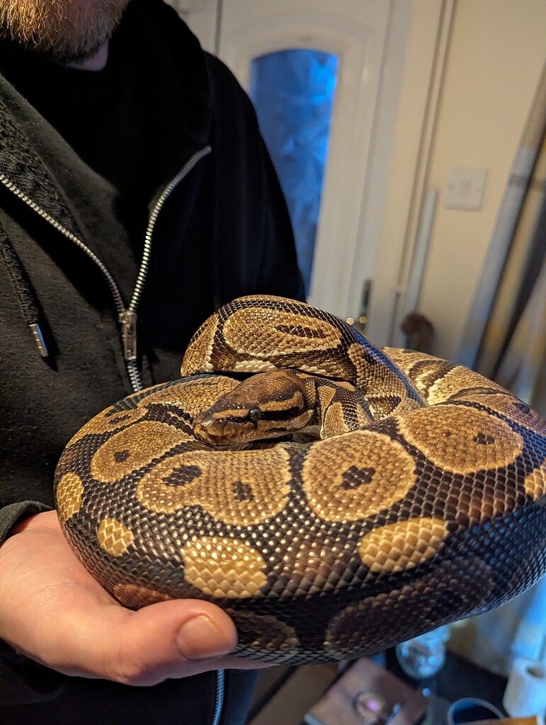 Help identify ball python morph - Ball Pythons - MorphMarket Reptile ...