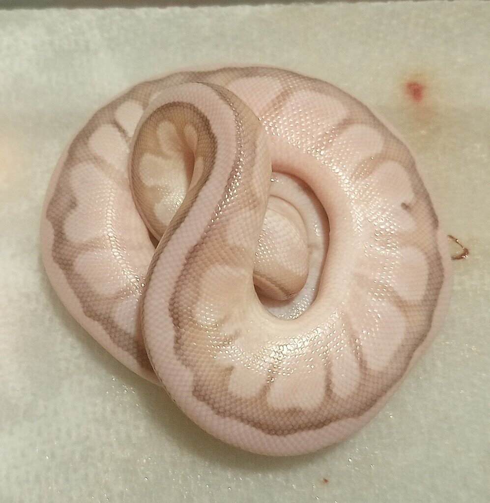 Cypress part of the spider complex - Ball Pythons - MorphMarket Reptile ...