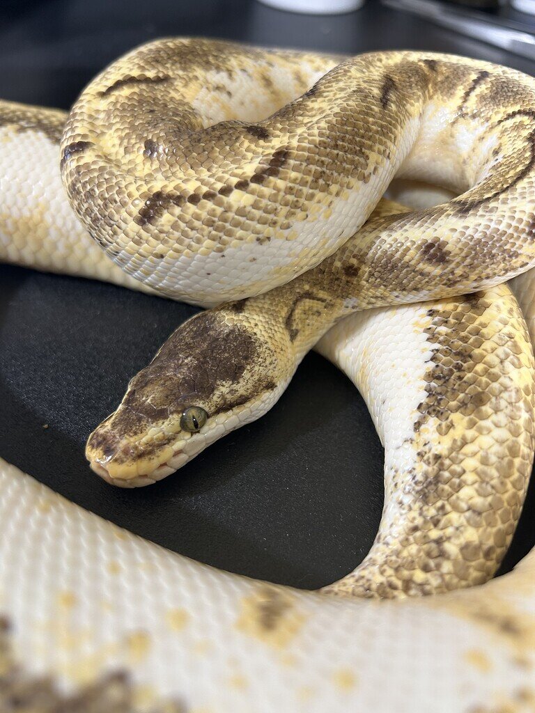 Egg time? What do you guys think? - Ball Pythons - MorphMarket Reptile ...
