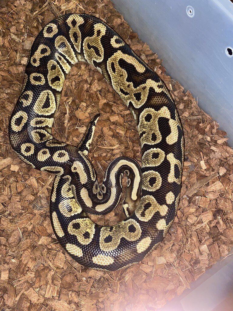 Any ideas on this girl? - Ball Pythons - MorphMarket Reptile Community