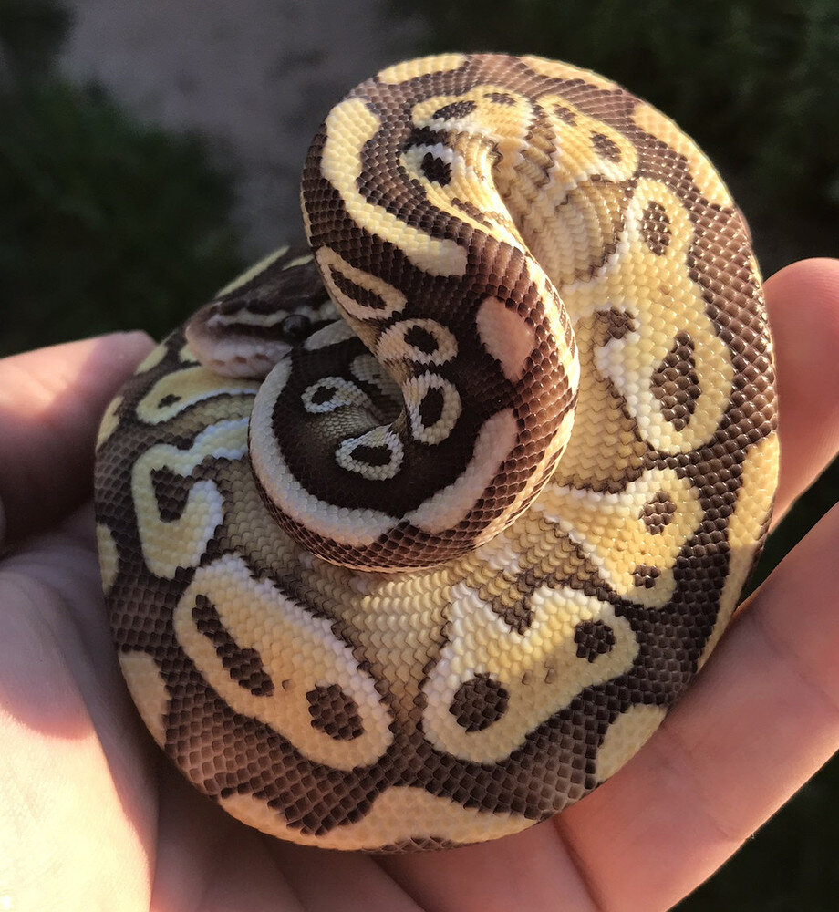 Show me your Alien heads - Ball Pythons - MorphMarket Reptile Community