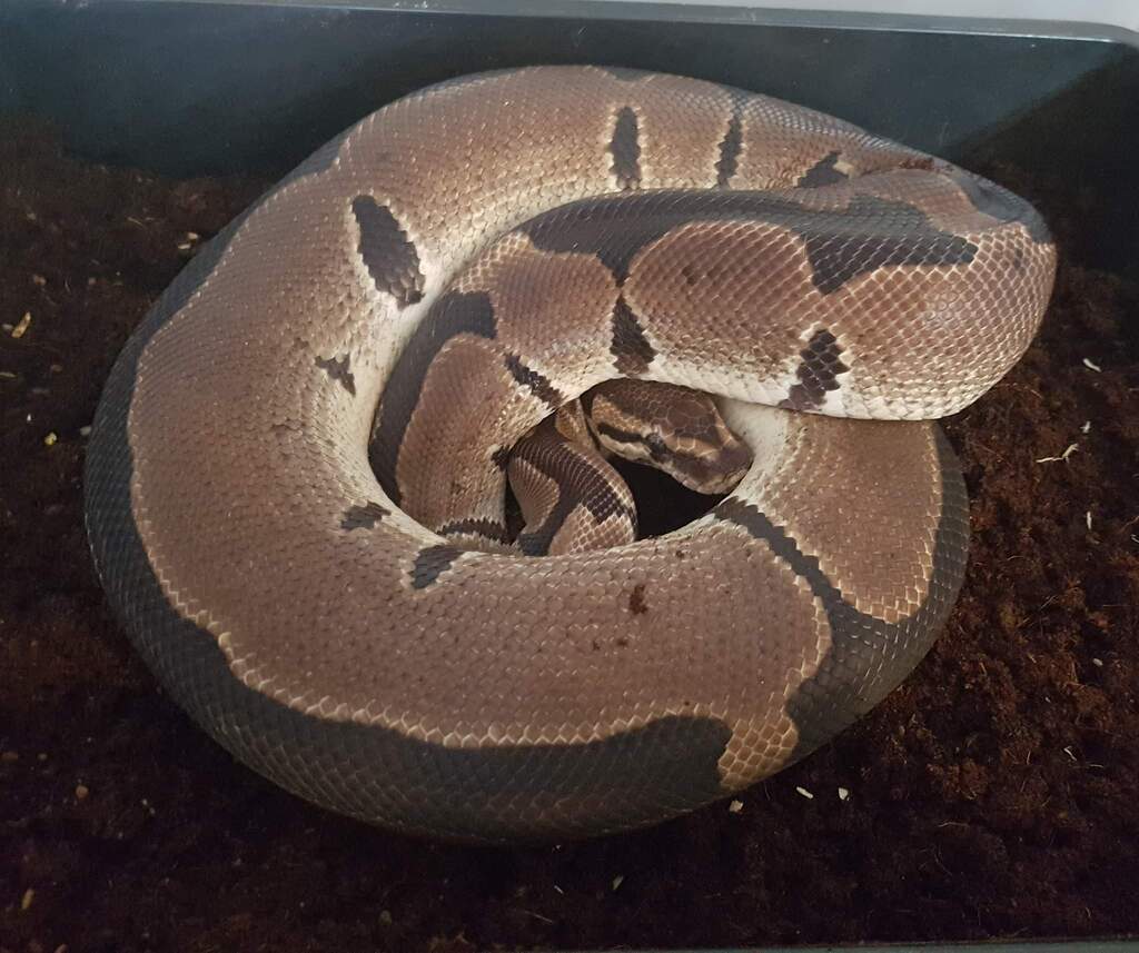 Tidal Wave Project - Ball Pythons - MorphMarket Reptile Community