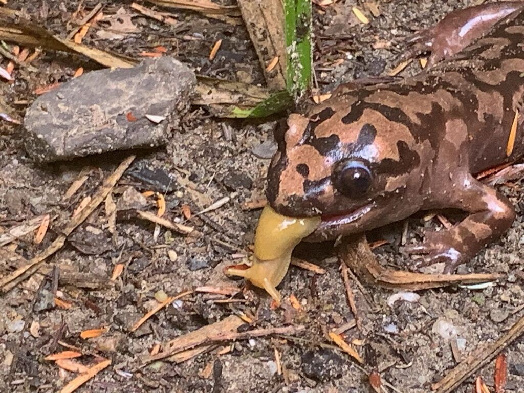 How neat is this? - Other Amphibians - MorphMarket Reptile Community