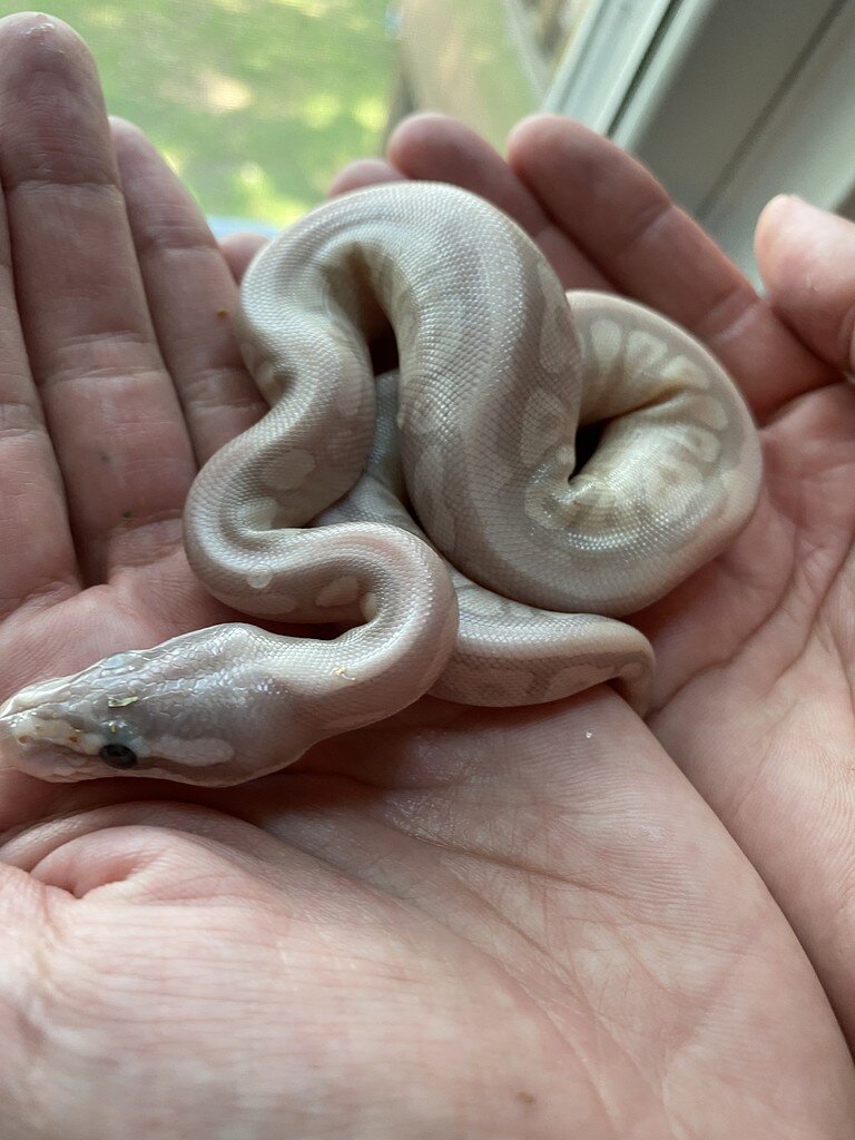 Can someone please help ID this clutch Black pastel mojave x mystic ...