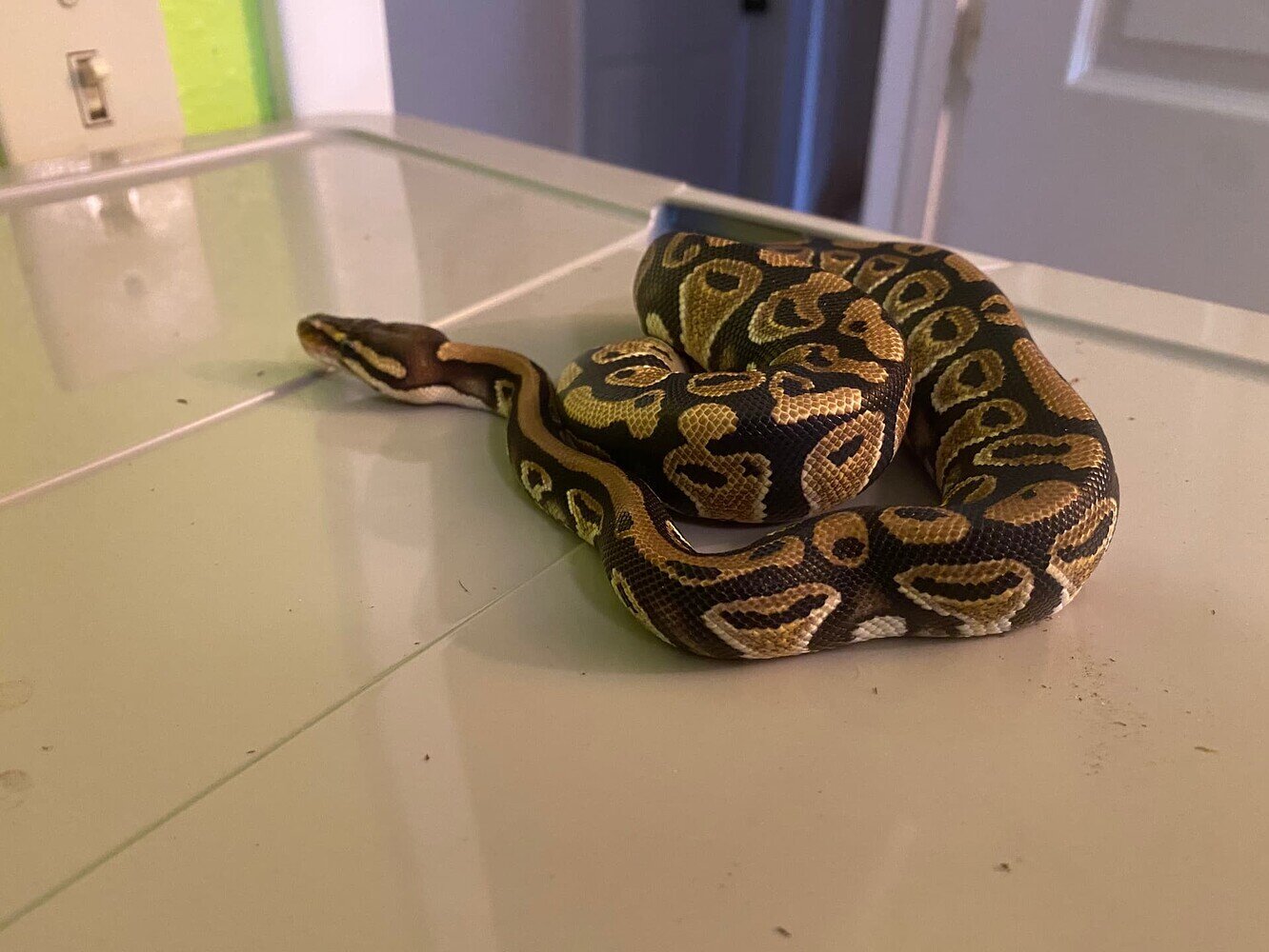 Ball Python Morph Identification Help! Trick? Mojave? - Ball Pythons ...